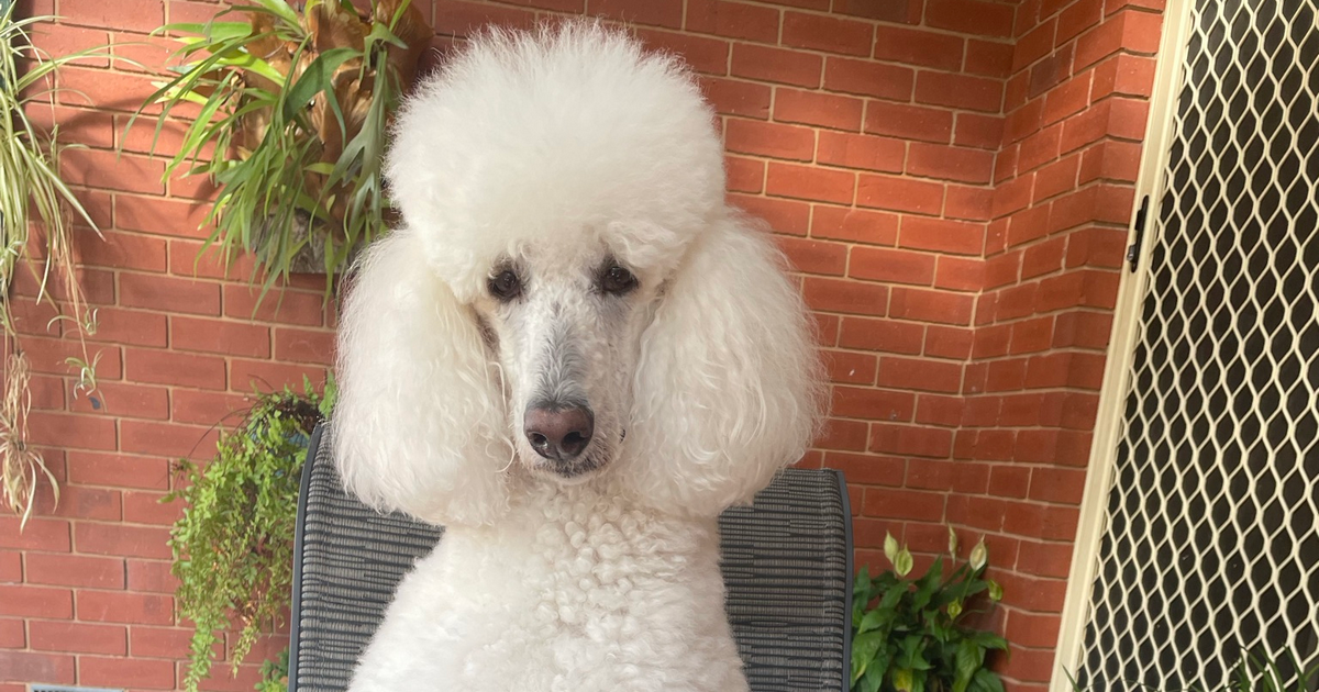 Home Page - QUINNS Grooming Aids